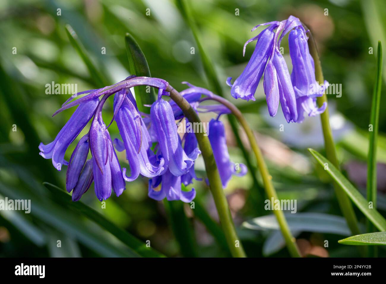 Close up Detail of a Small Group of Bluebell Flower Heads ...