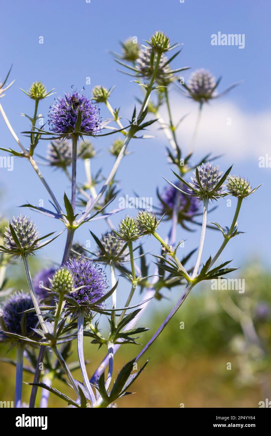 Eryngium Planum Or Blue Sea Holly - Flower Growing On Meadow. Wild Herb ...