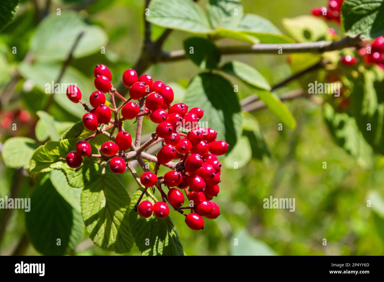 The fruit Viburnum lantana. Is an green at first, turning red, then ...