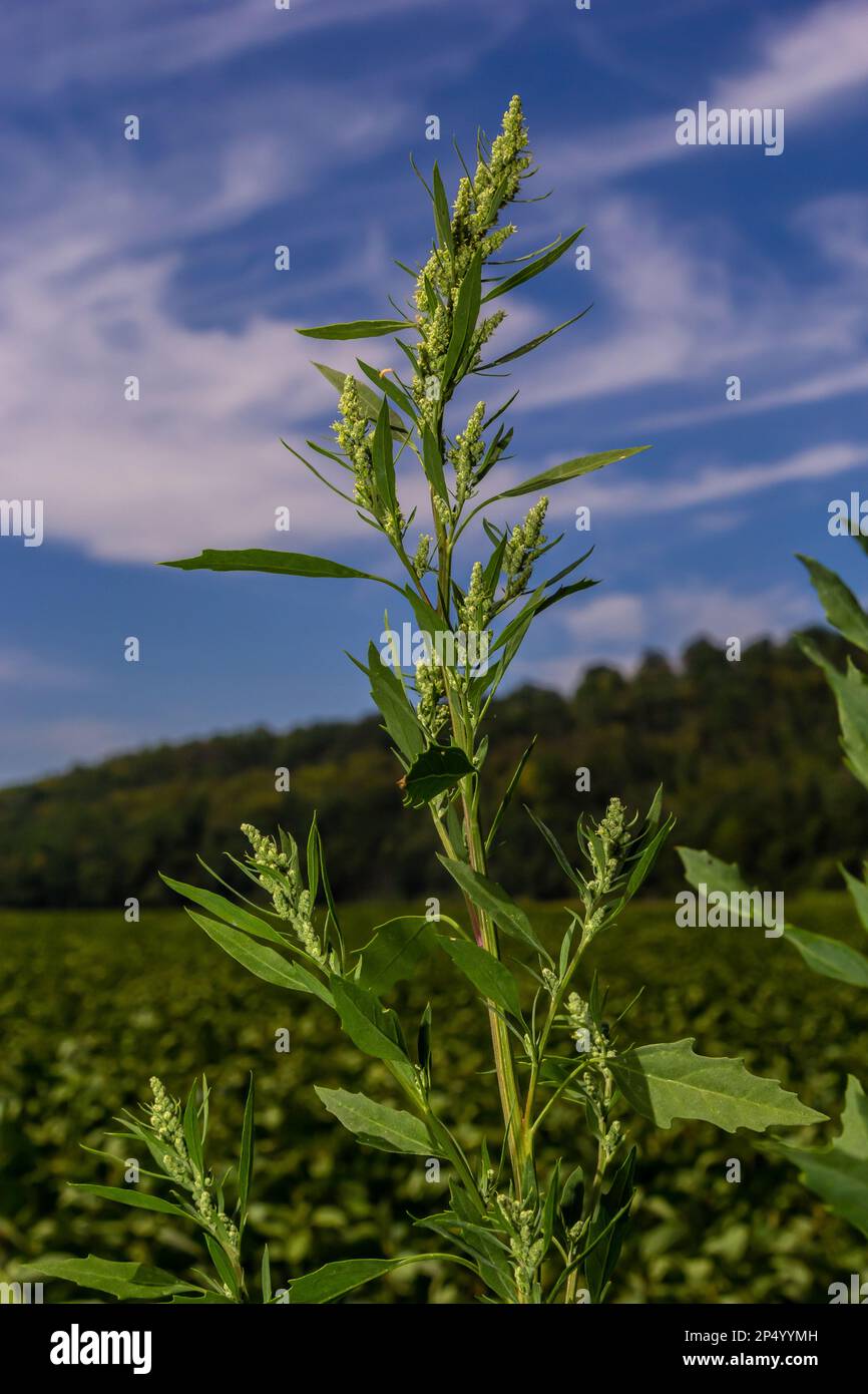 Chenopodium album is also called lamb's quarters, melde, goosefoot or ...