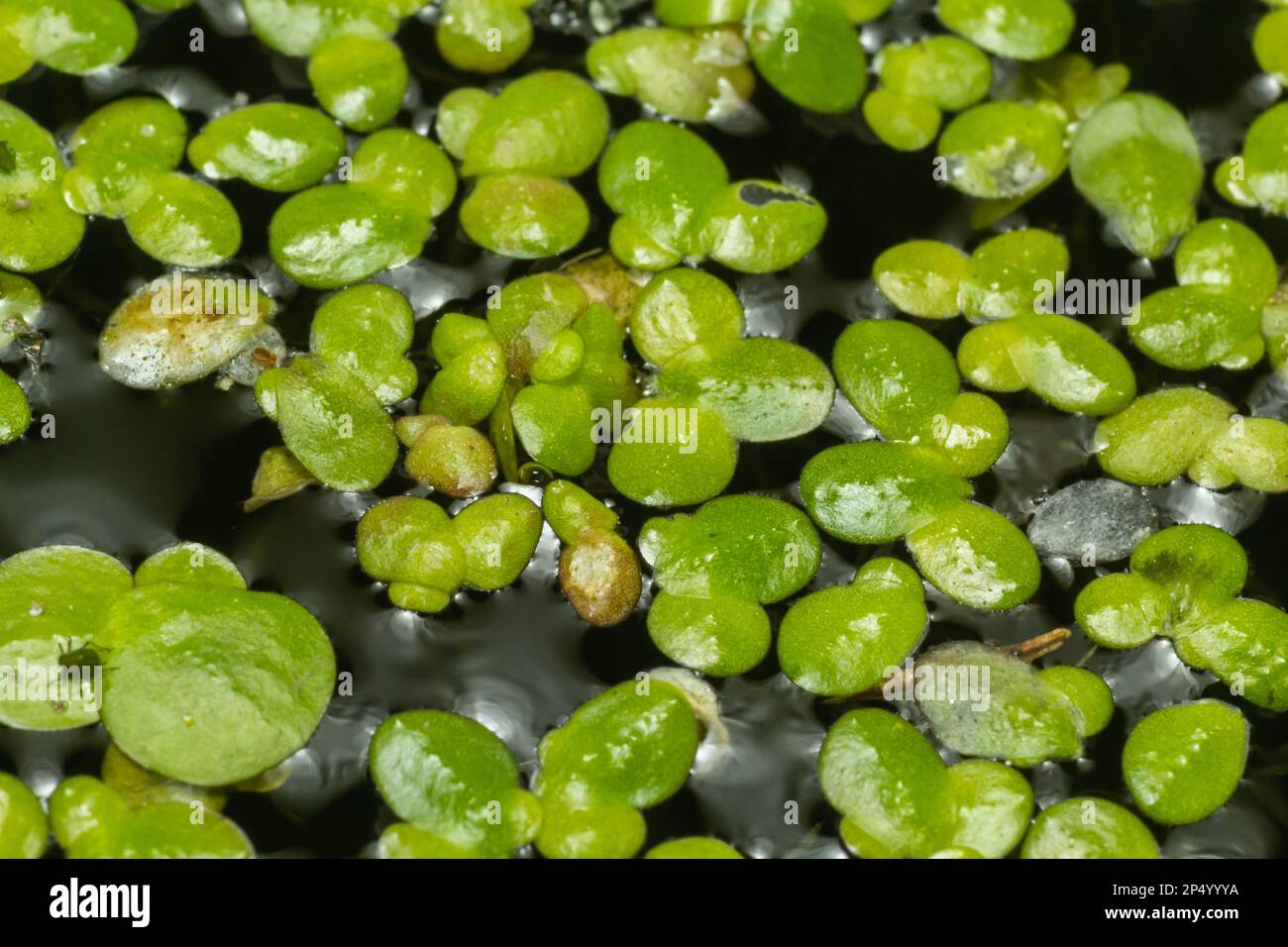 Duckweed, Natural Green Duckweed on The water for background or texture ...