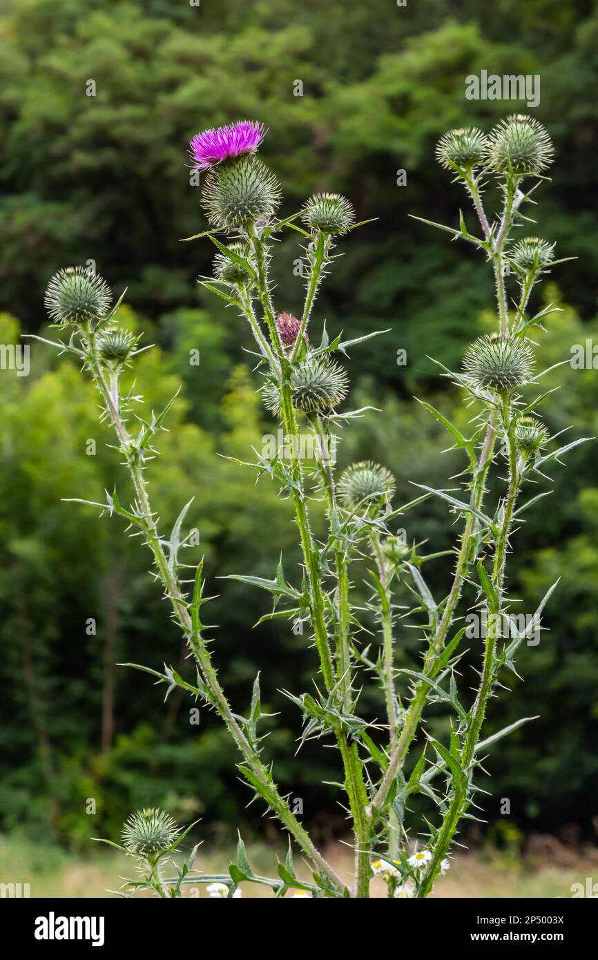 Blessed milk thistle pink flowers, close up. Silybum marianum herbal ...