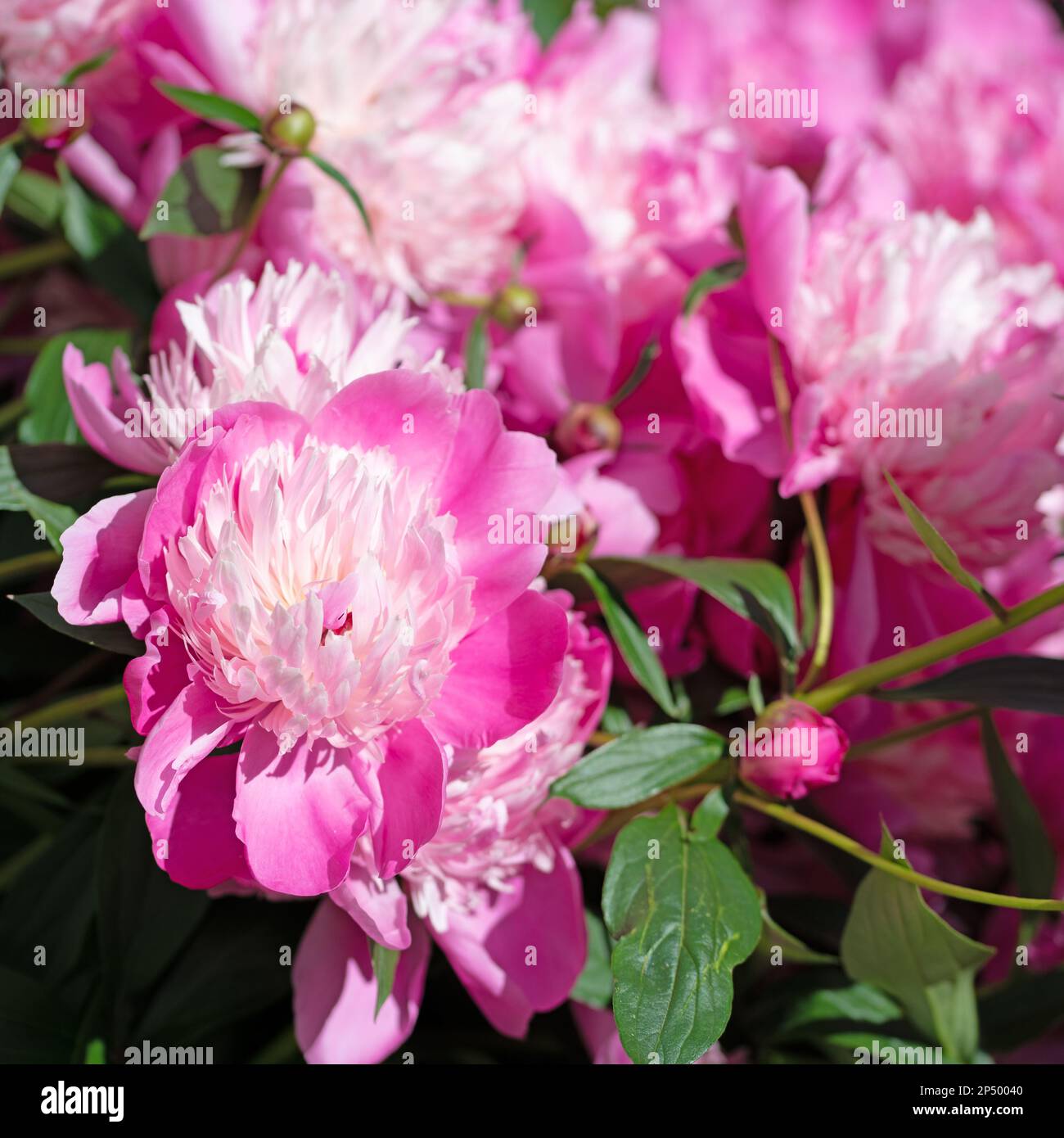 Paeonia pink hi-res stock photography and images - Alamy
