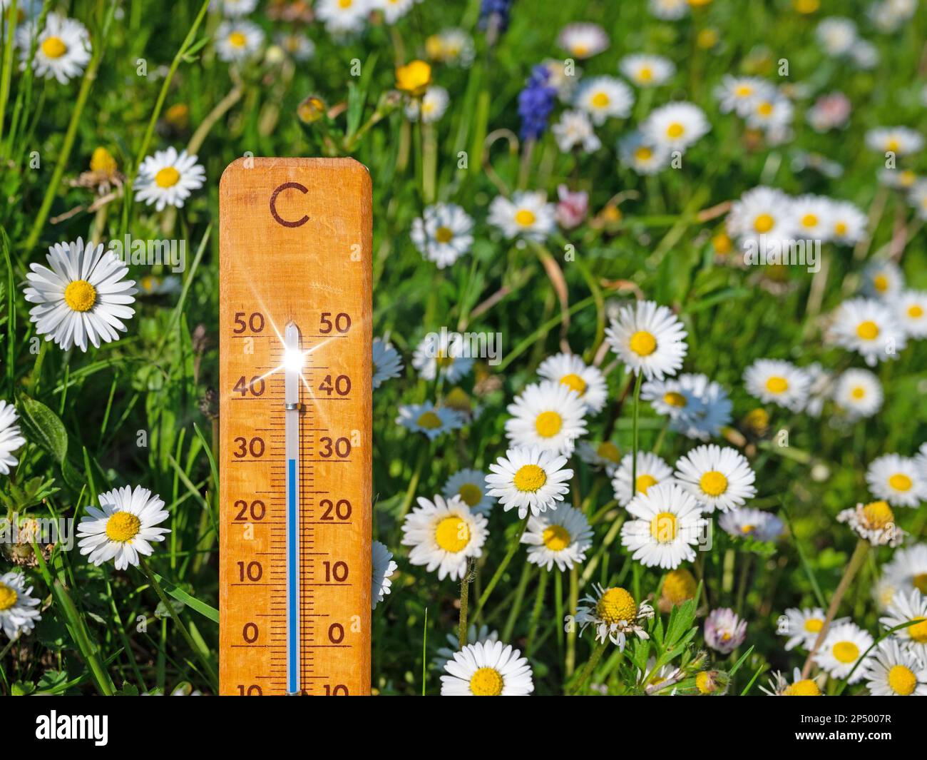 Thermometer on a flower meadow in the summer heat Stock Photo - Alamy