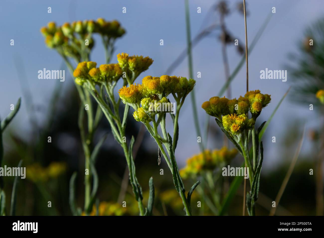 Yellow Mediterranean flowers on the background of the sea with a ...