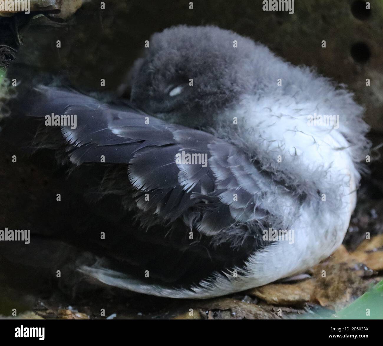 Close up of a young Wedge-tailed Shearwater bird sleeping in its ...