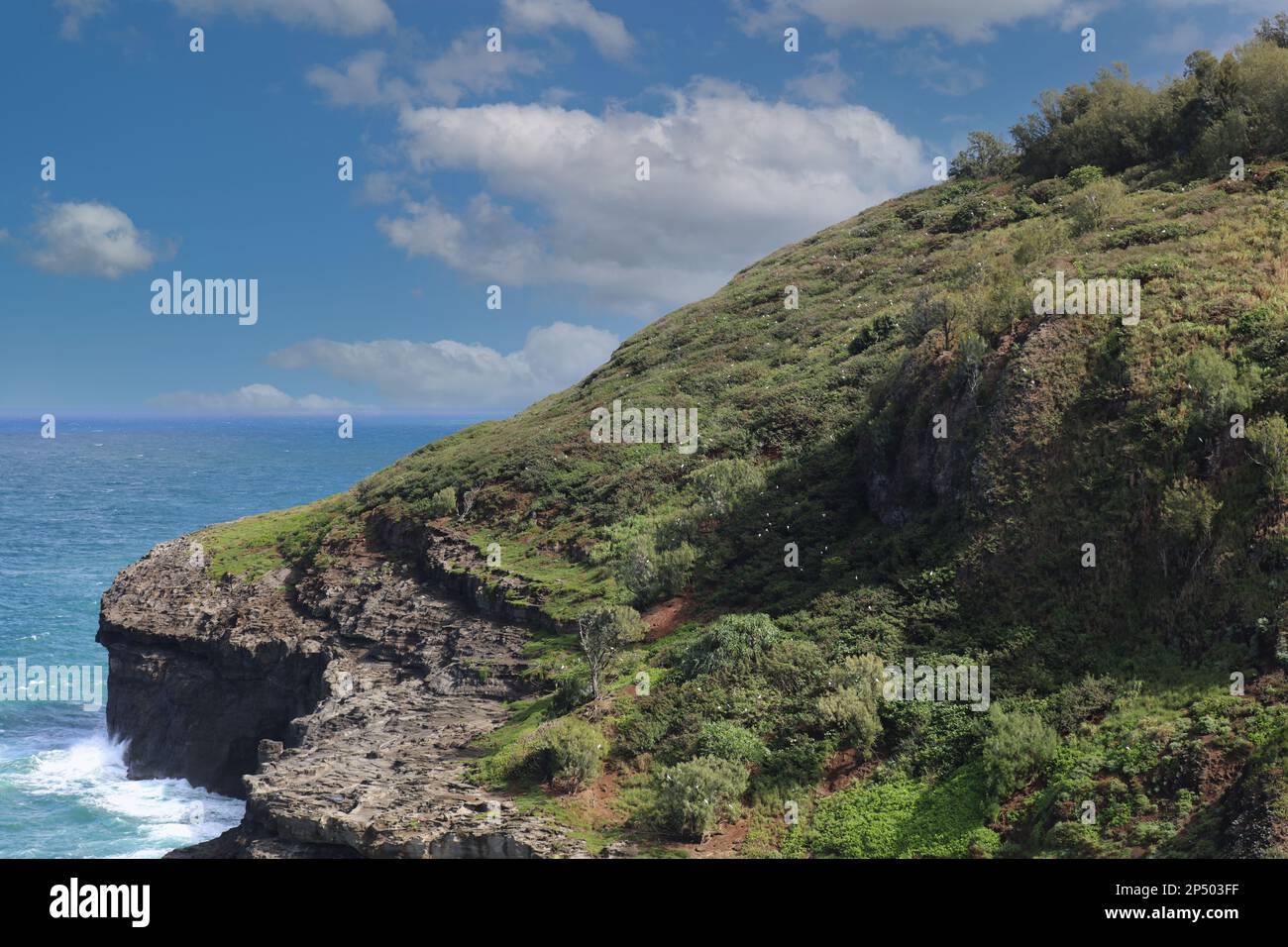 An ocean bluff covered with low lying vegetation housing a large number ...