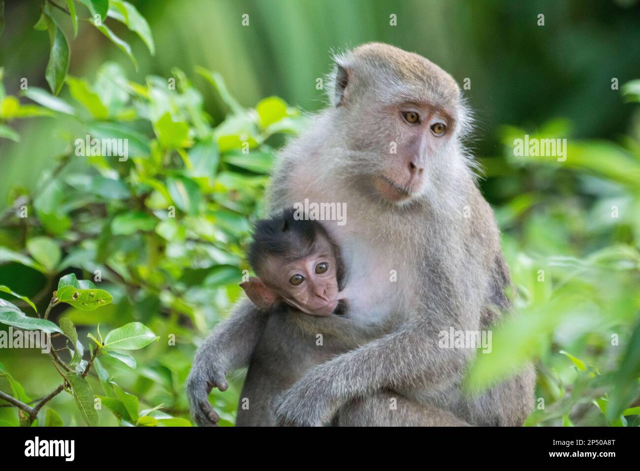 Macaque monkey mother feeding her son on her breast inside a tree with ...