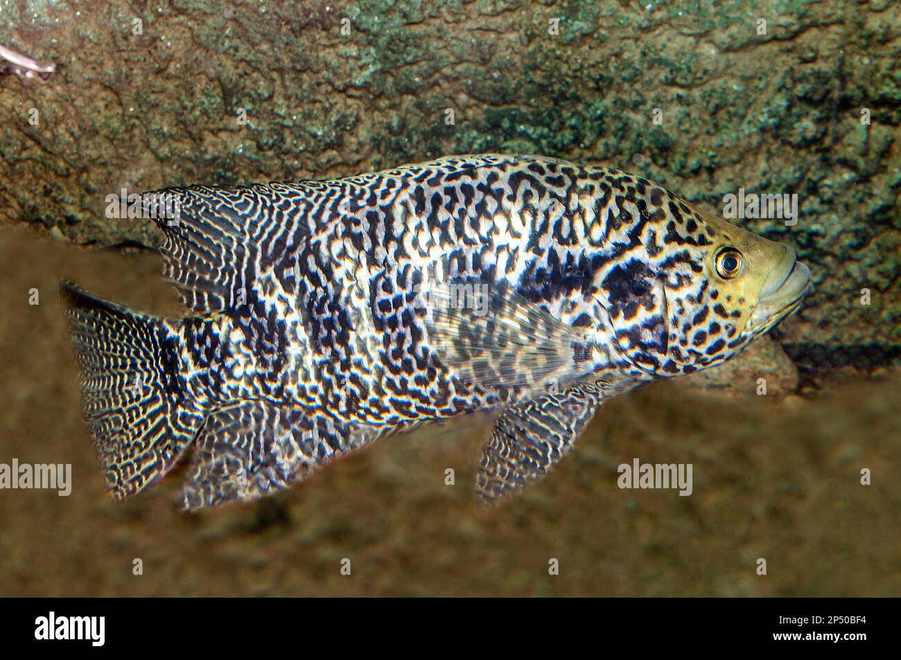 Jaguar swimming underwater hi-res stock photography and images - Alamy