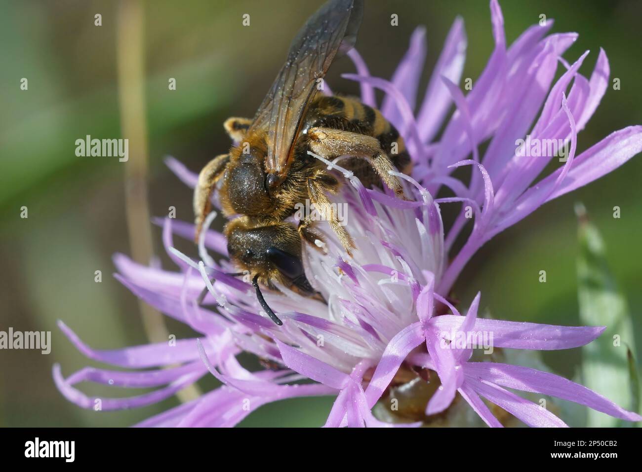 Halictus scabiosa hi-res stock photography and images - Alamy