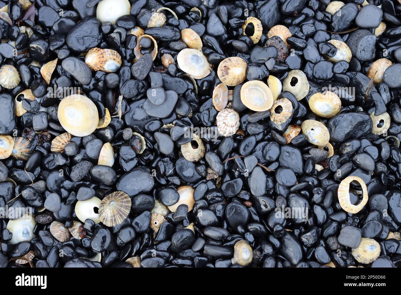 Smooth, shiny black pebbles on a beach interspersed with white shells ...