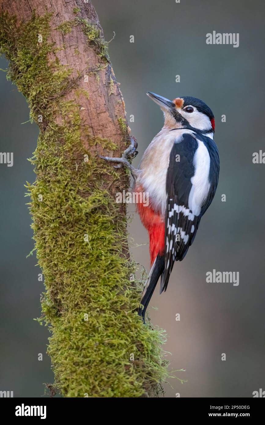 Spotted bird hi-res stock photography and images - Alamy