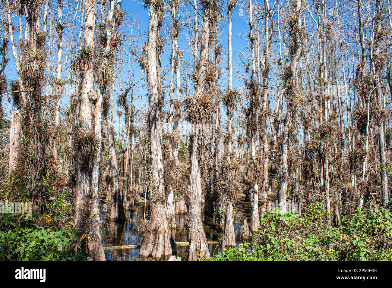 Picture of tree growth in the swamps of Everglades National Park in ...