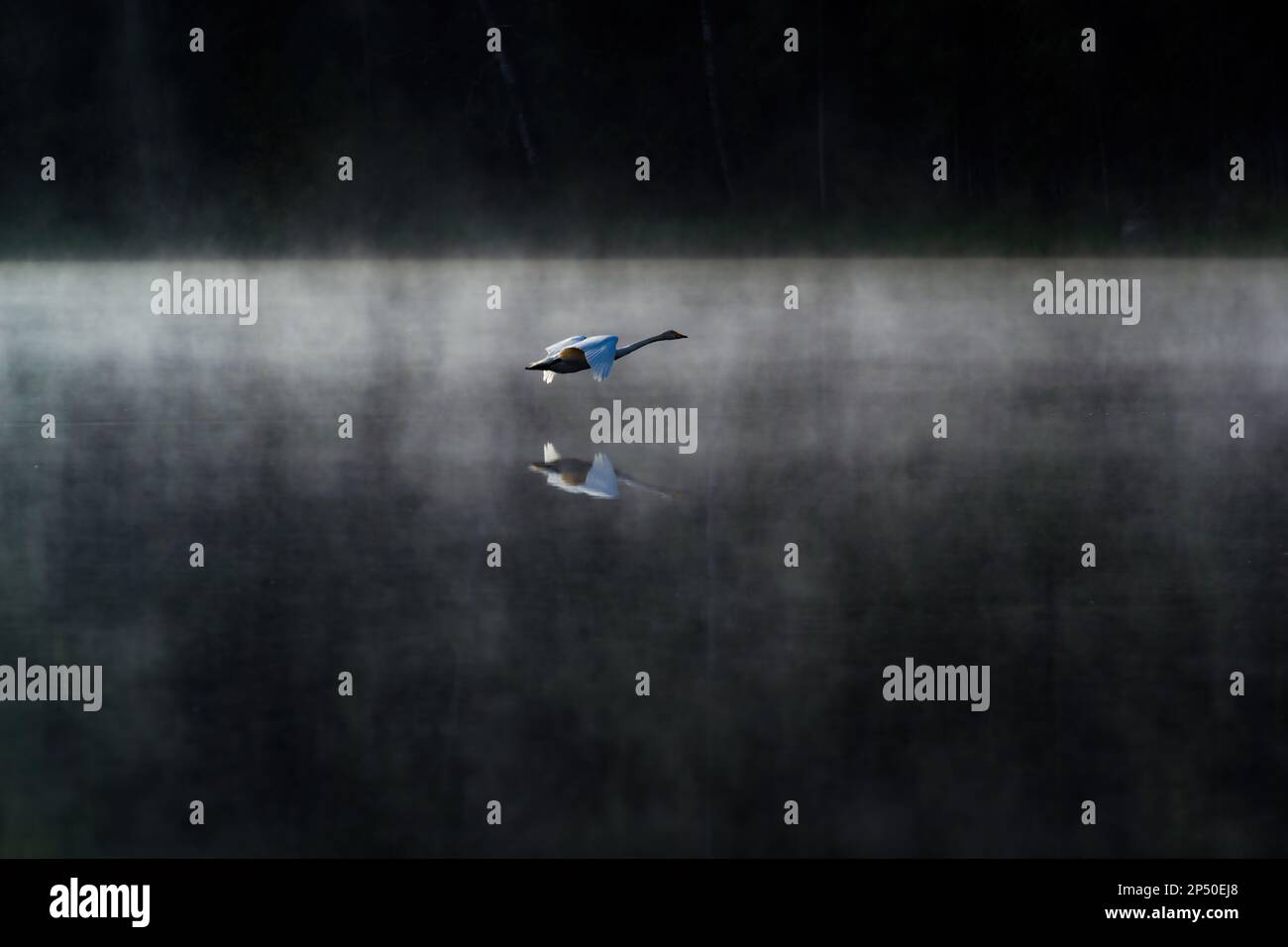 Flying whooper swan. A whooper swan flies over a misty lake. Finland's ...