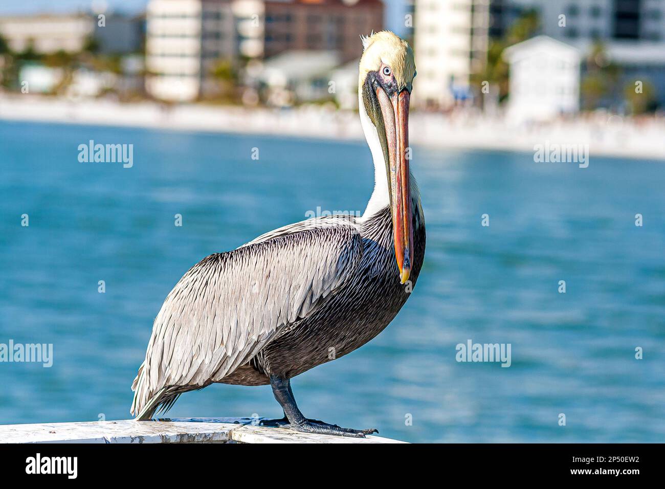 Portrait of a pelican sitting on a pole watching the surroundings ...