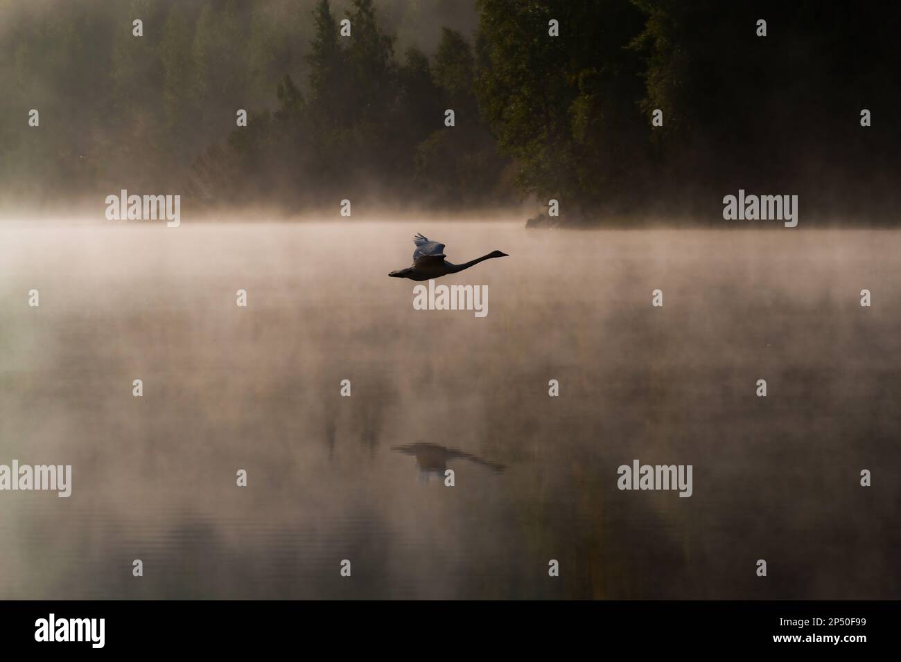Flying whooper swan. A whooper swan flies over a misty lake. Finland's ...