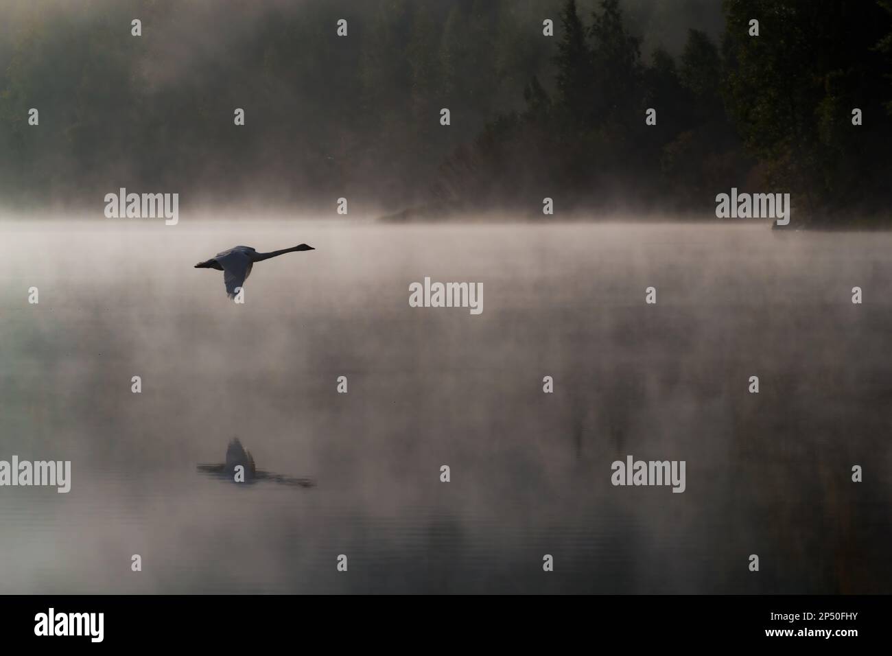 Flying whooper swan. A whooper swan flies over a misty lake. Finland's ...