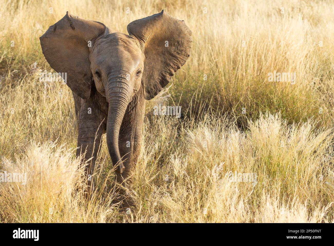 Baby Elephant trying to be scary and angry but looking cute in golden ...