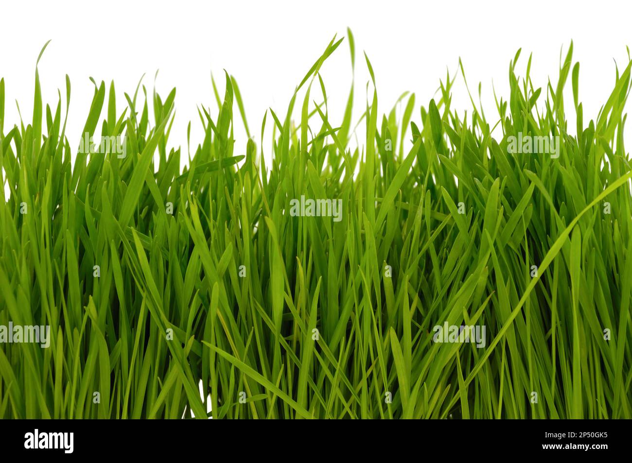 Green grass taken on a clean white background Stock Photo - Alamy