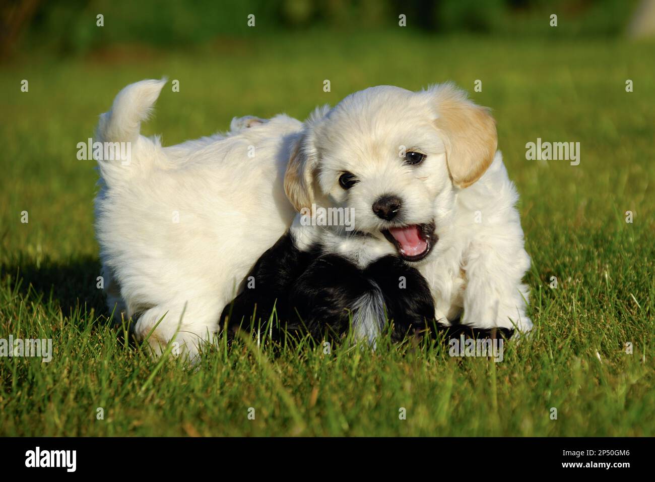 Puppies play fighting hi-res stock photography and images - Alamy