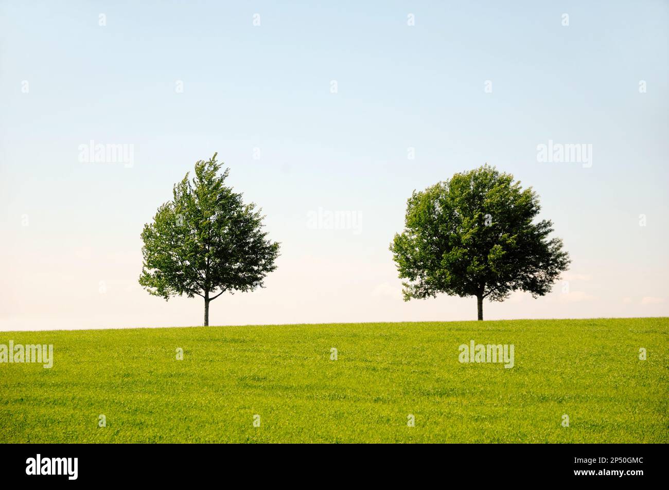 Landscape with green field and two trees Stock Photo - Alamy