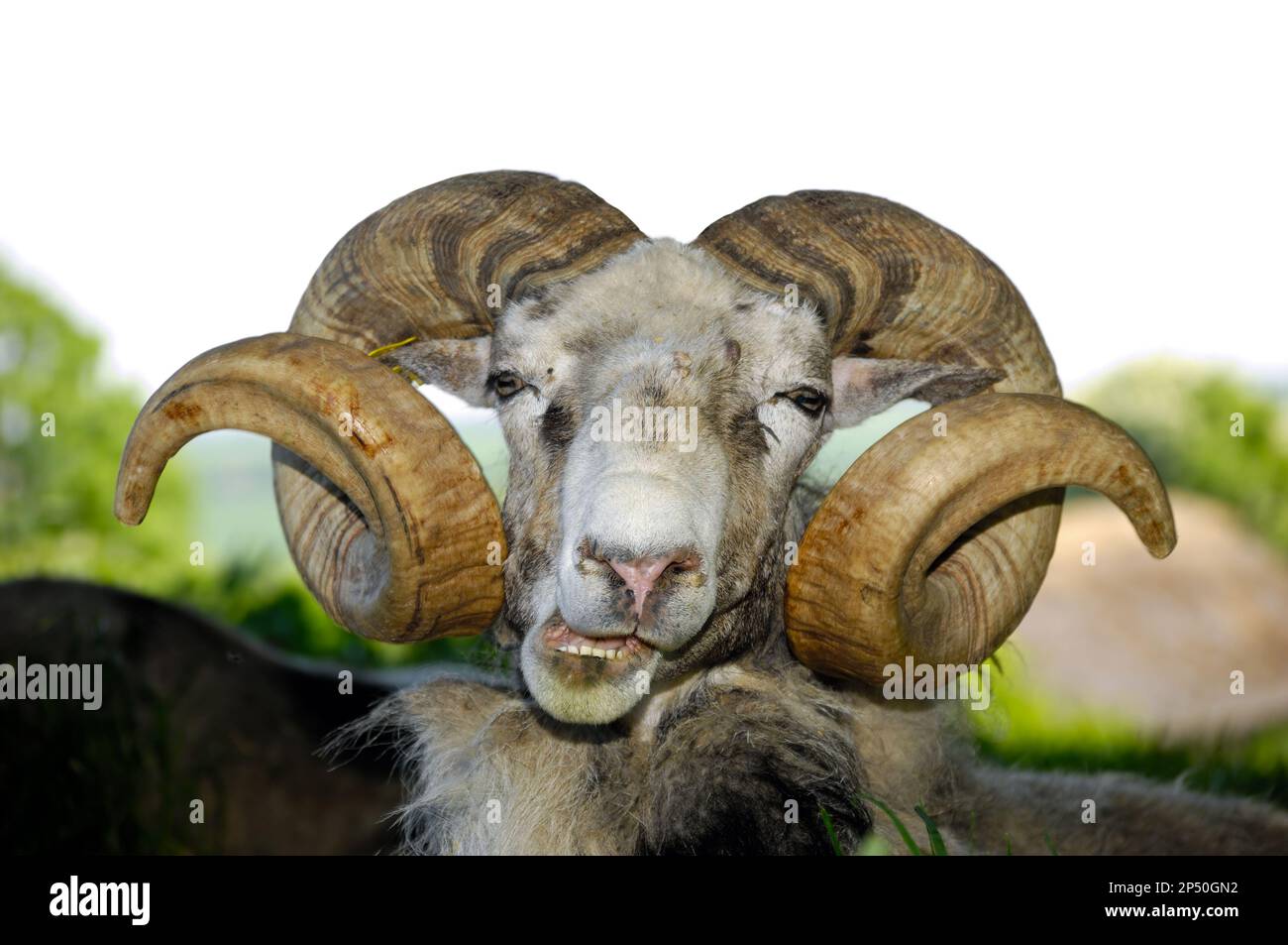 Goat with big horns are resting under a tree Stock Photo - Alamy