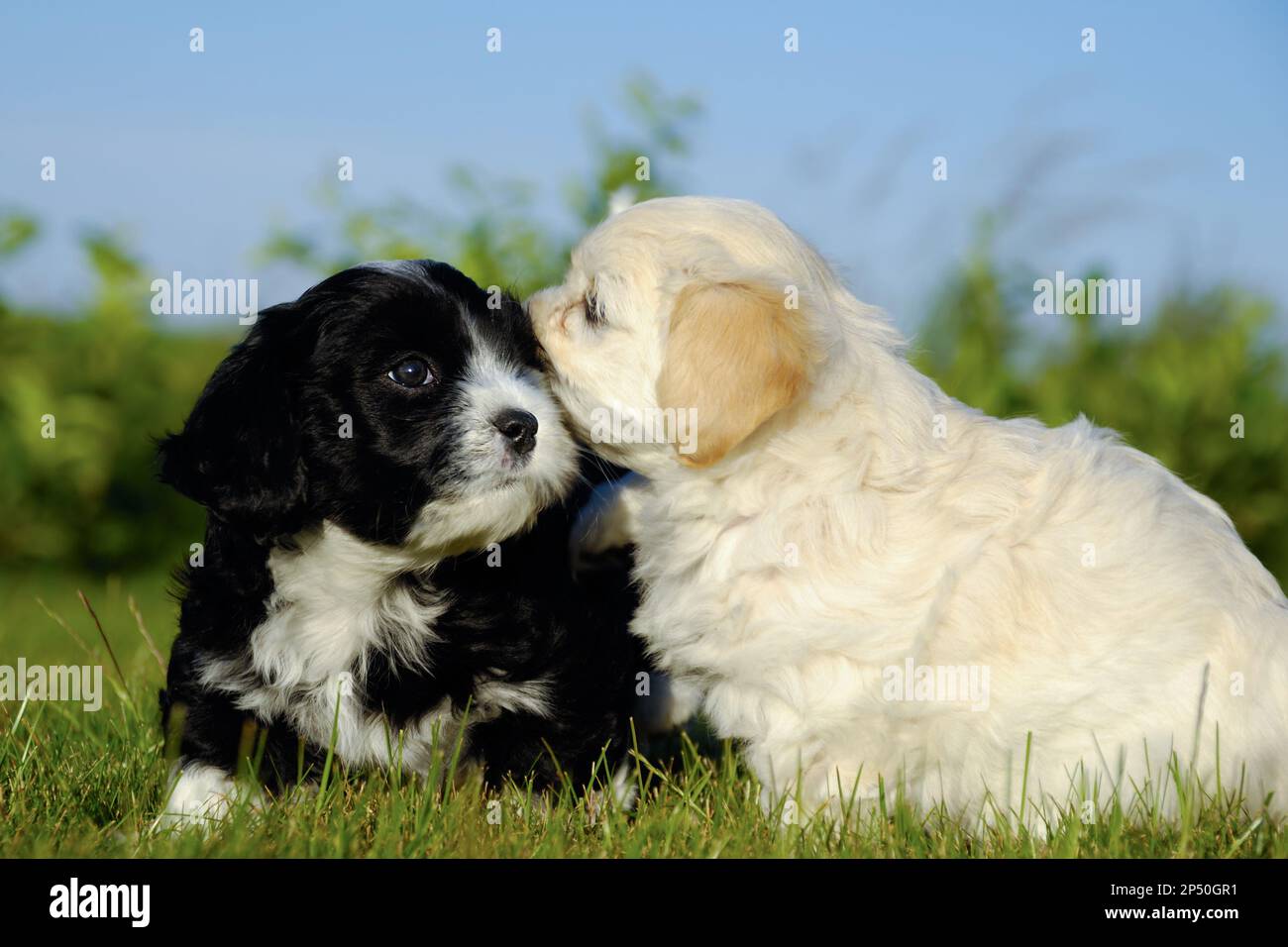 Brother sister dogs hi-res stock photography and images - Alamy