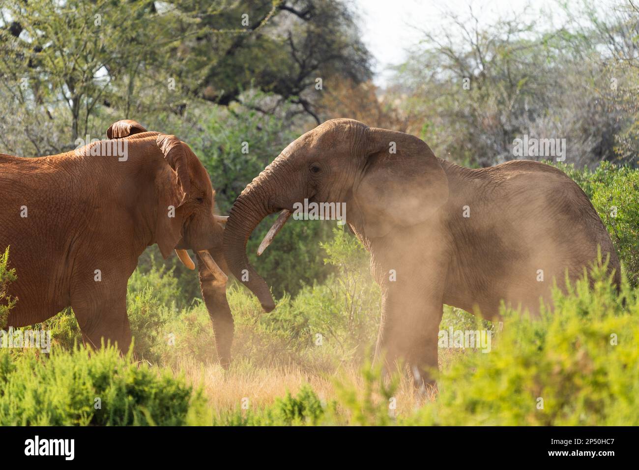 Two male Elephants fighting one is covered with red mud in Samburu ...