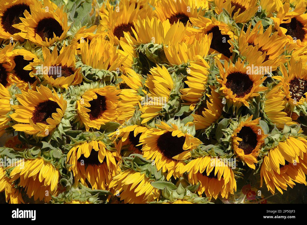Many yellow sunflowers hi-res stock photography and images - Alamy