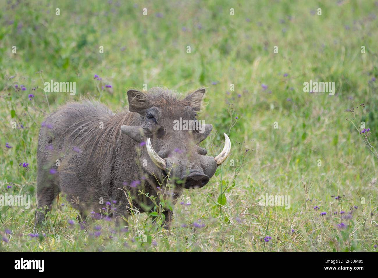 Warthog standing in green grass with flowers full body shot looking ...