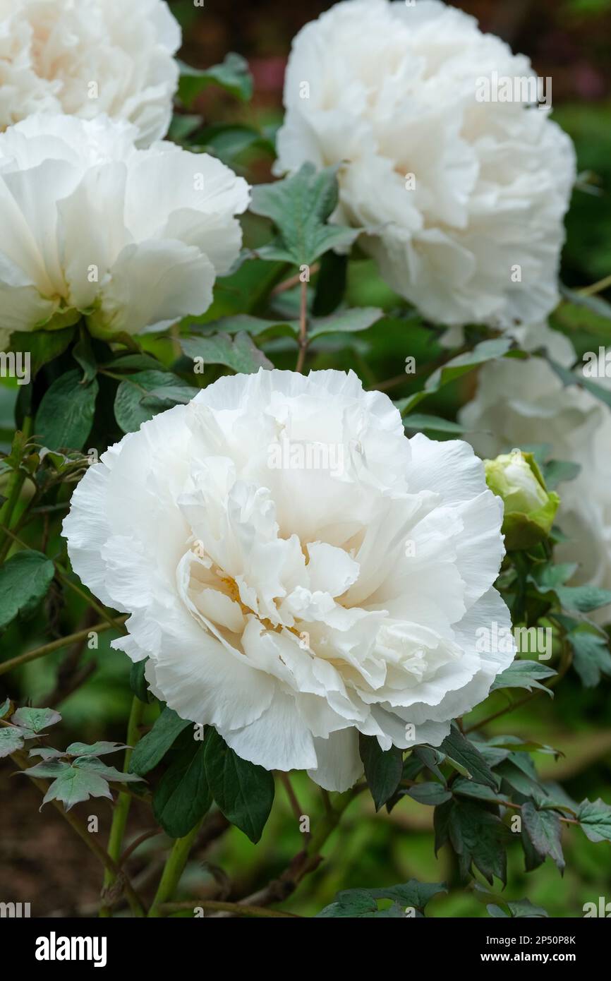 Paeonia × suffruticosa Koshino-yuki, deciduous shrub, large, white ...