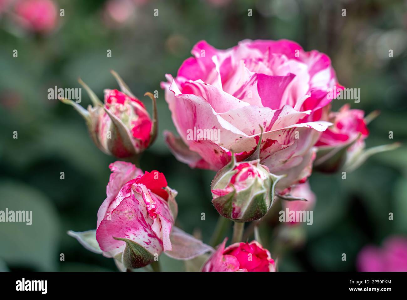 Pink striped rose hi-res stock photography and images - Alamy