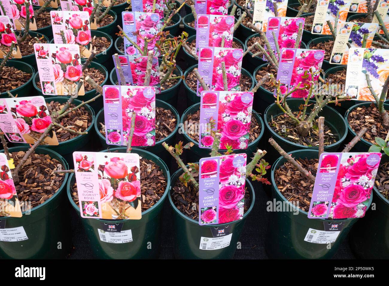 Roses display garden centre hi-res stock photography and images - Alamy