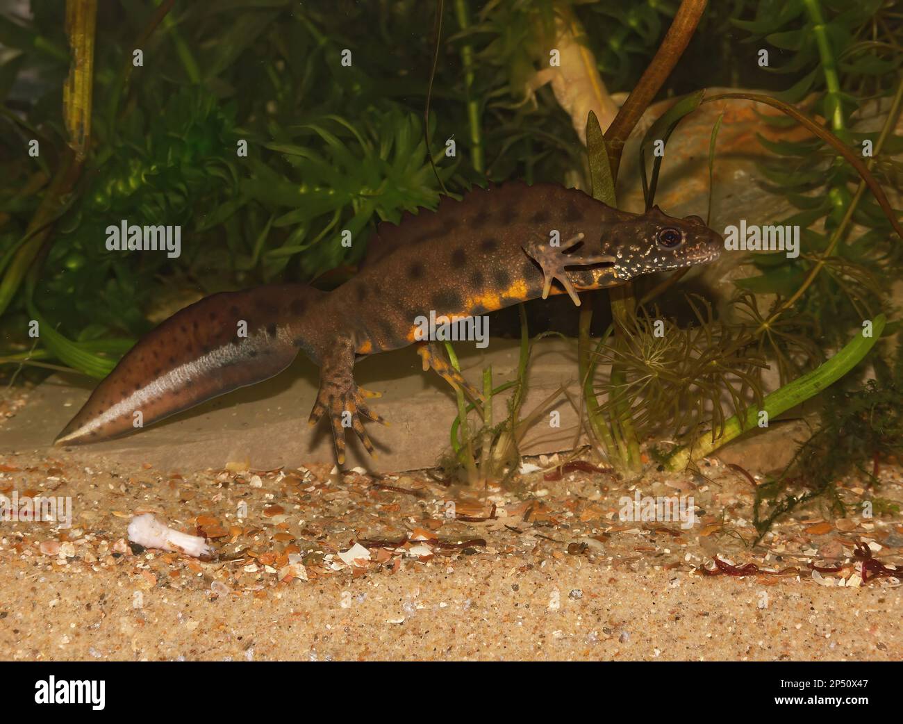 Detailed closeup on a breeding male Italian crested newt, Triturus ...