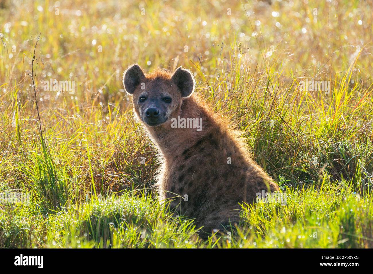 Hyena sitting in grass hi-res stock photography and images - Alamy