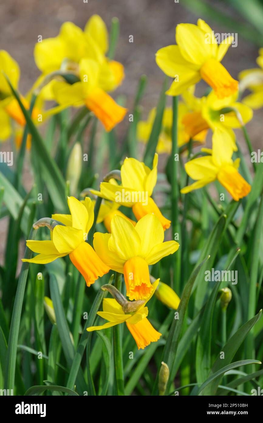 Narcissus Jetfire, daffodil Jetfire, Narcissus Jet Fire, Narcissus ...