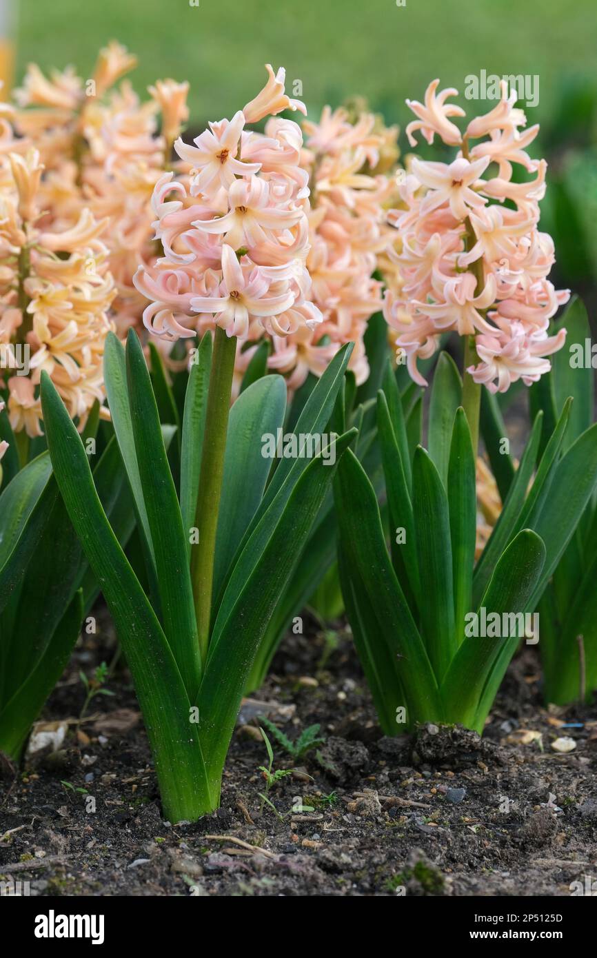 Hyacinthus orientalis Orange Lion, bulbous perrenial, upright racemes ...