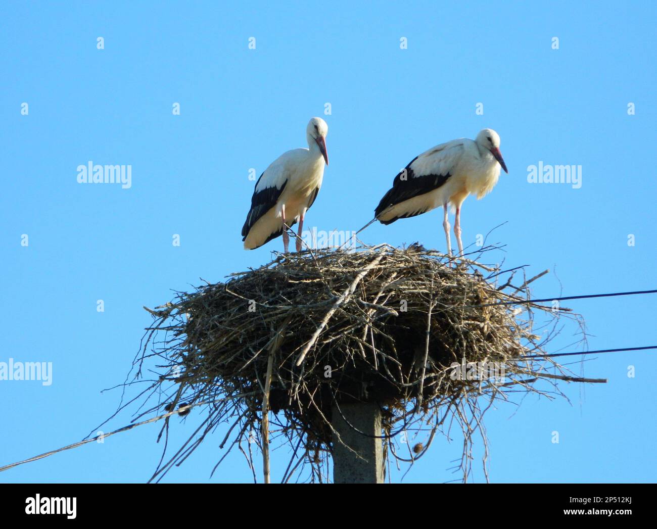 two storks in the nest Stock Photo - Alamy
