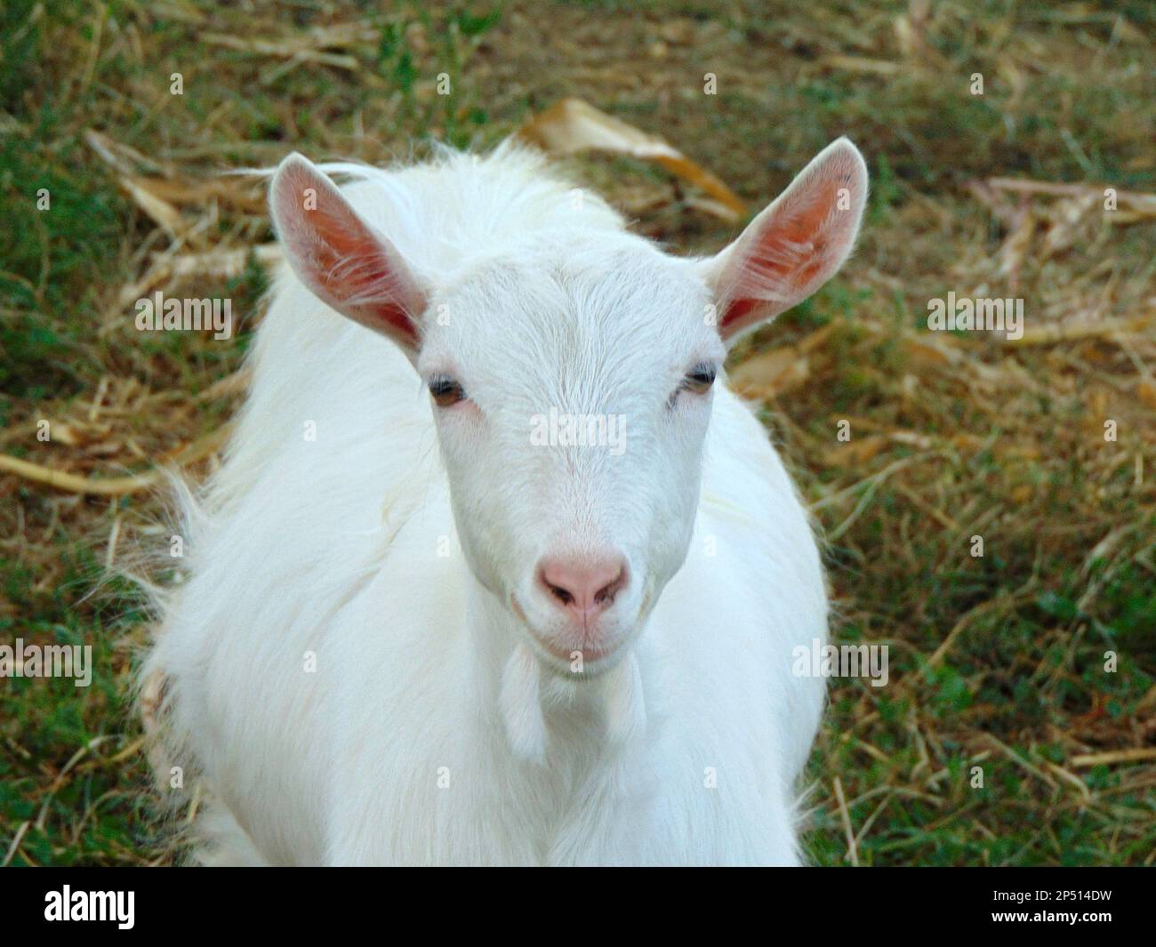 white goat at farm in Maramures Stock Photo - Alamy