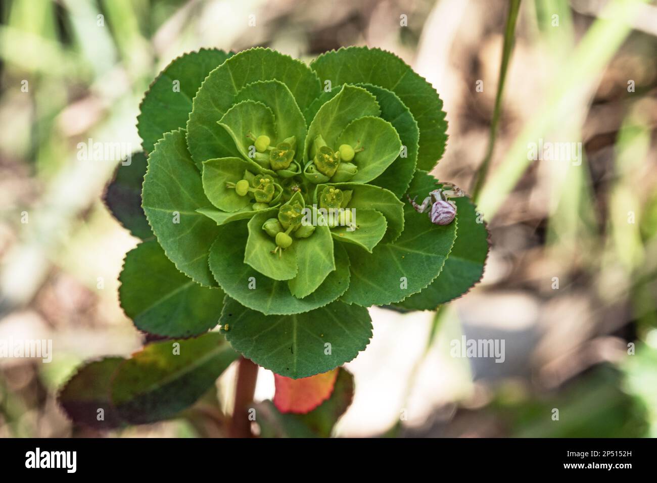 Euphorbia helioscopia flower Stock Photo - Alamy