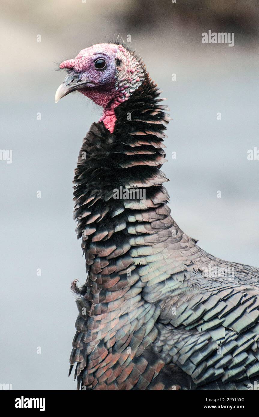 Eastern wild turkey Jake, or young male preparing to gobble, close-up ...
