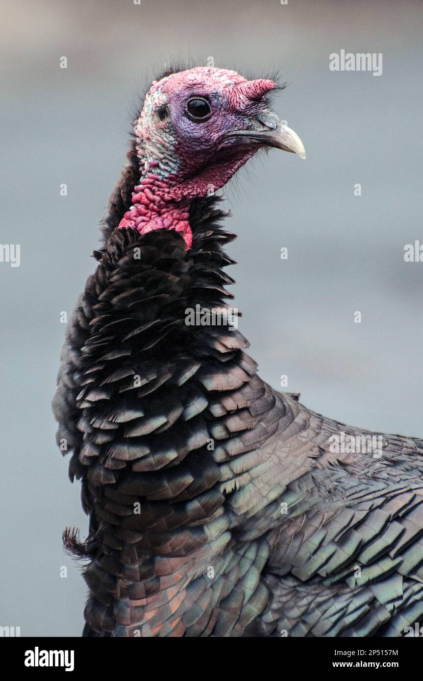 Eastern wild turkey Jake, or young male facing left, close-up, vertical ...