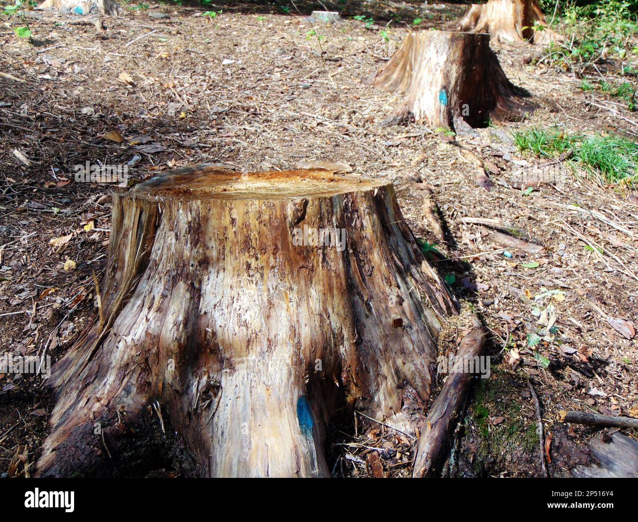 cut trees in the forest Stock Photo - Alamy