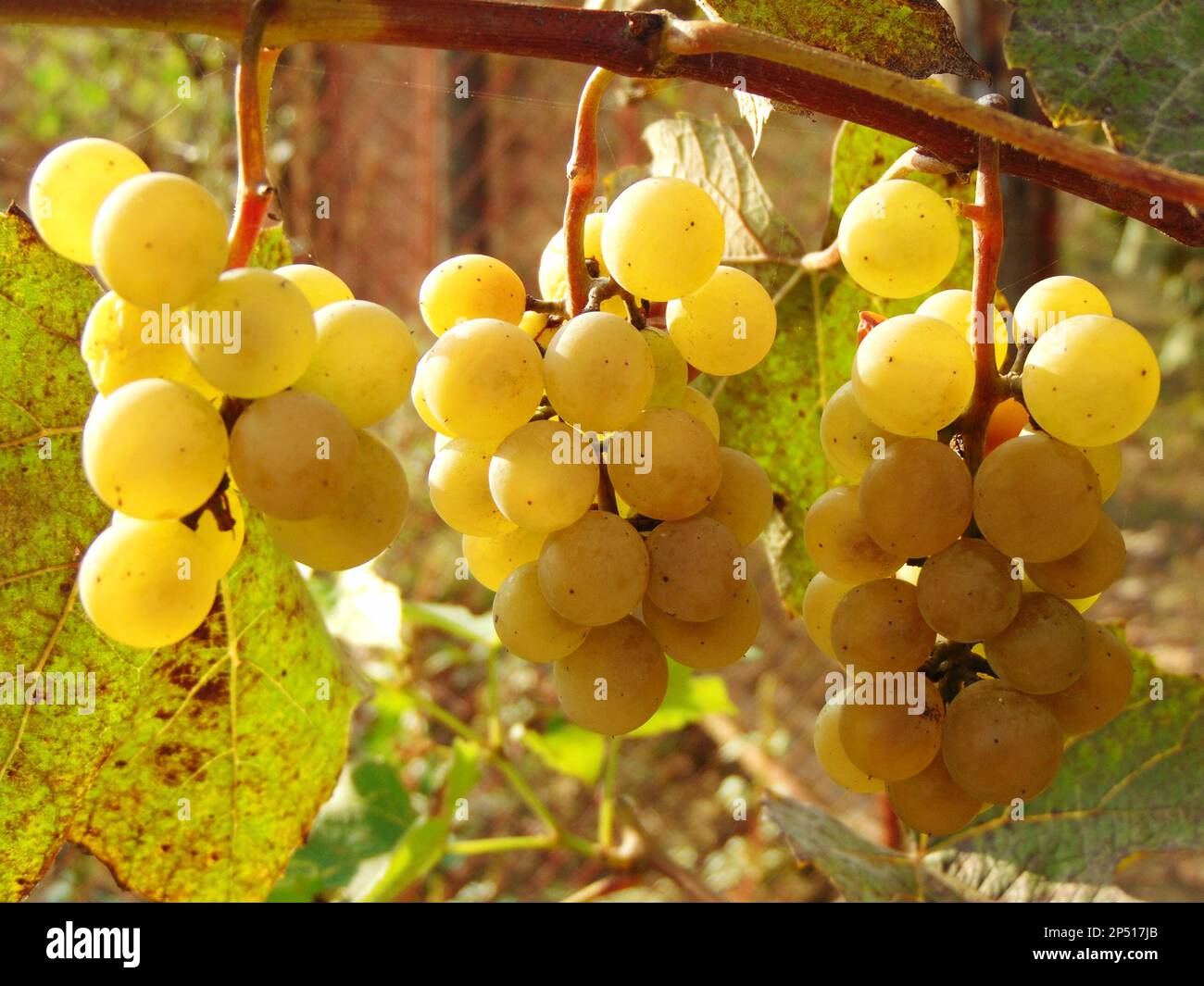 yellow grapes in Maramures county Stock Photo - Alamy