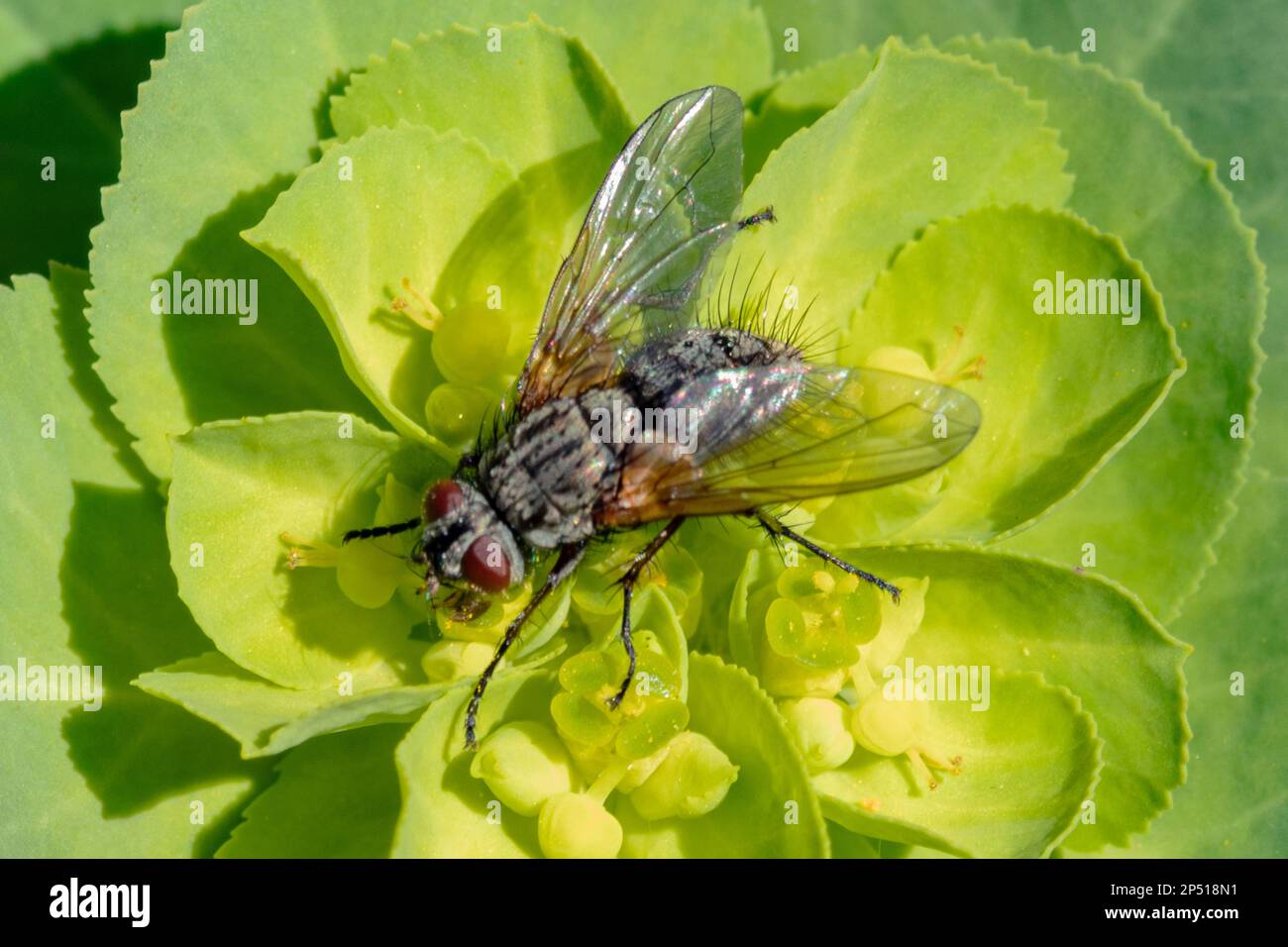 Dinera insect on Euphorbia helioscopia flower Stock Photo - Alamy