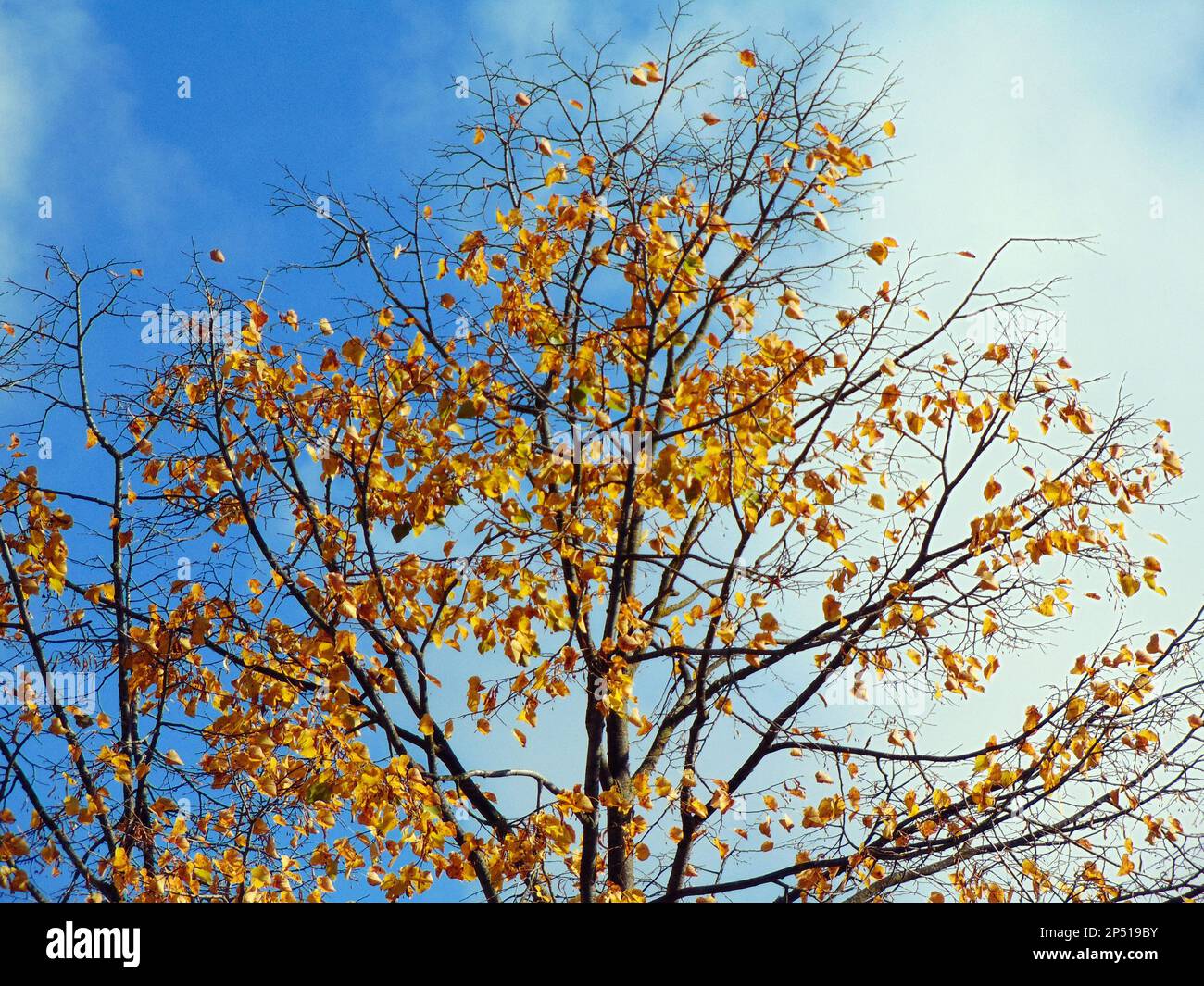 autumn tree in Maramures county Stock Photo - Alamy