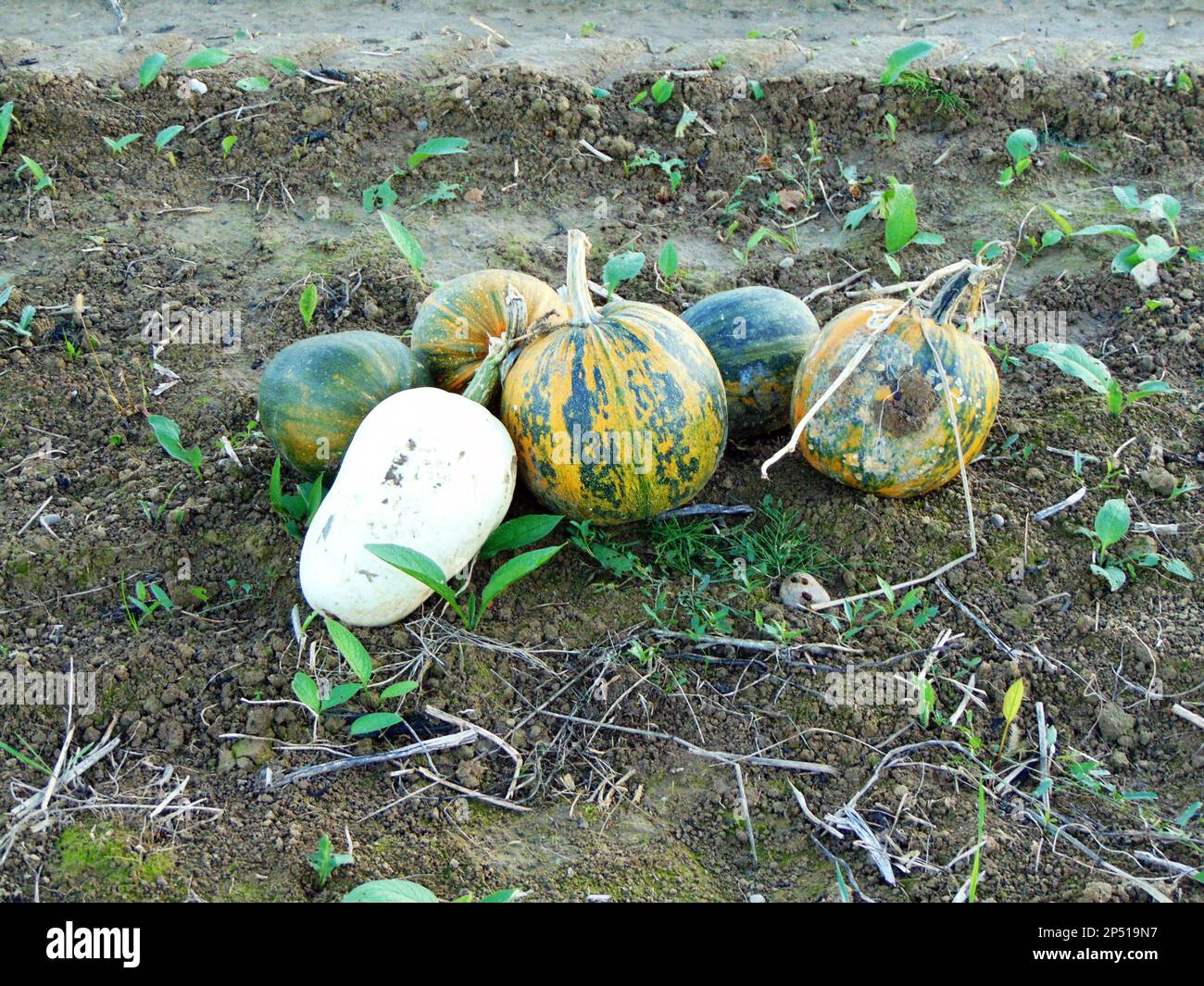pumpkins on the field at farm Stock Photo - Alamy