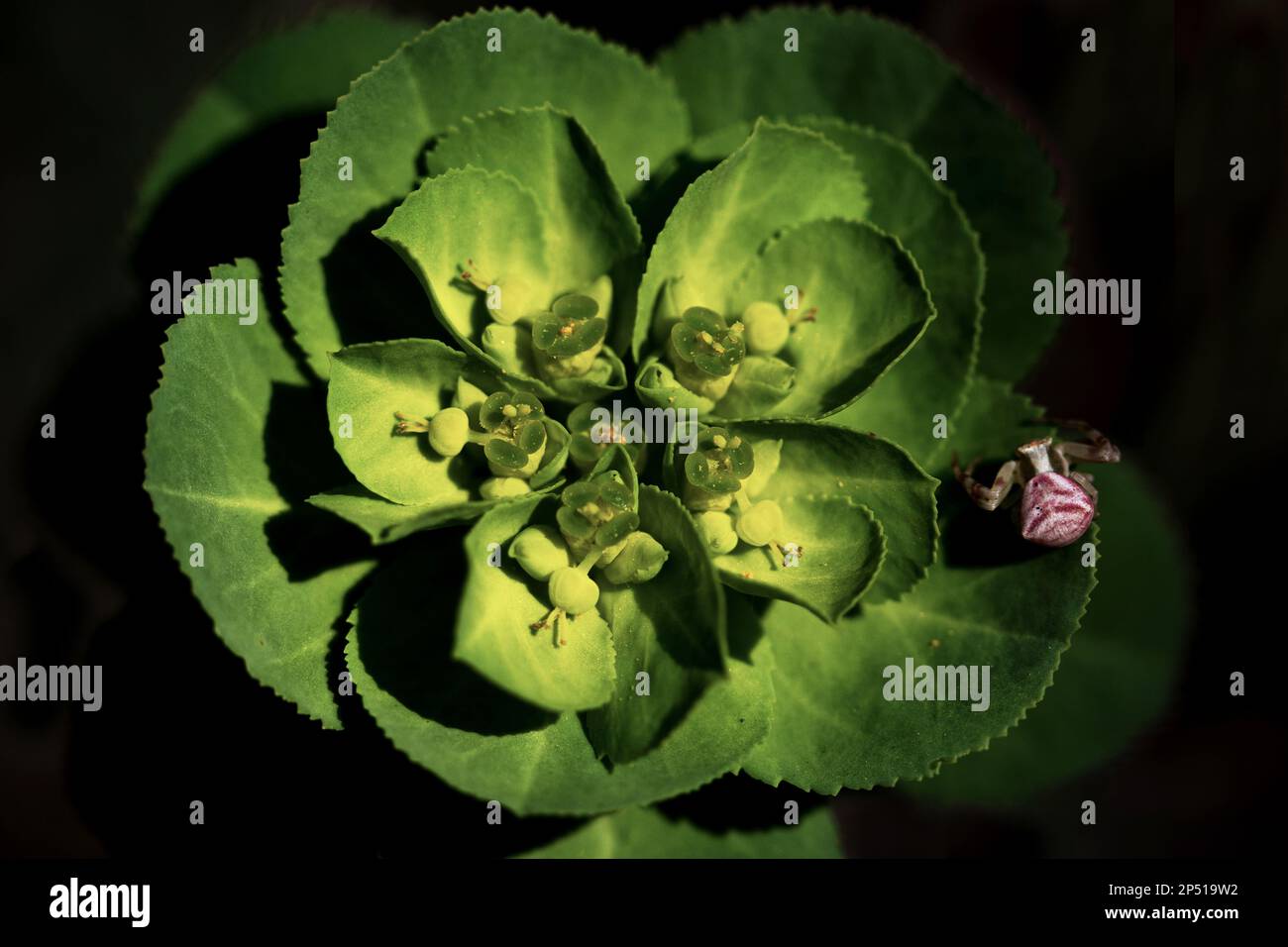 Euphorbia helioscopia flower Stock Photo - Alamy