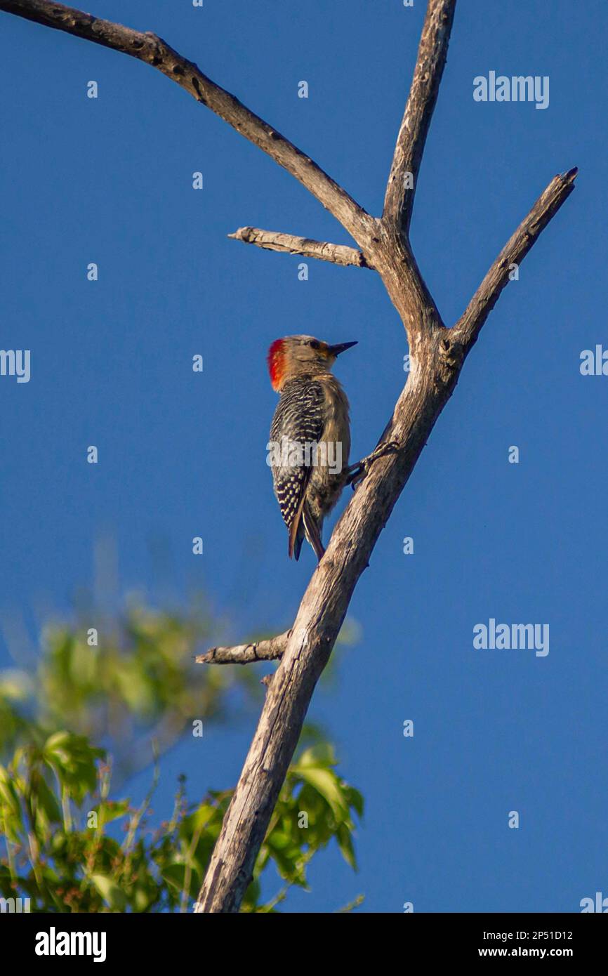 Piciformes order hi-res stock photography and images - Alamy