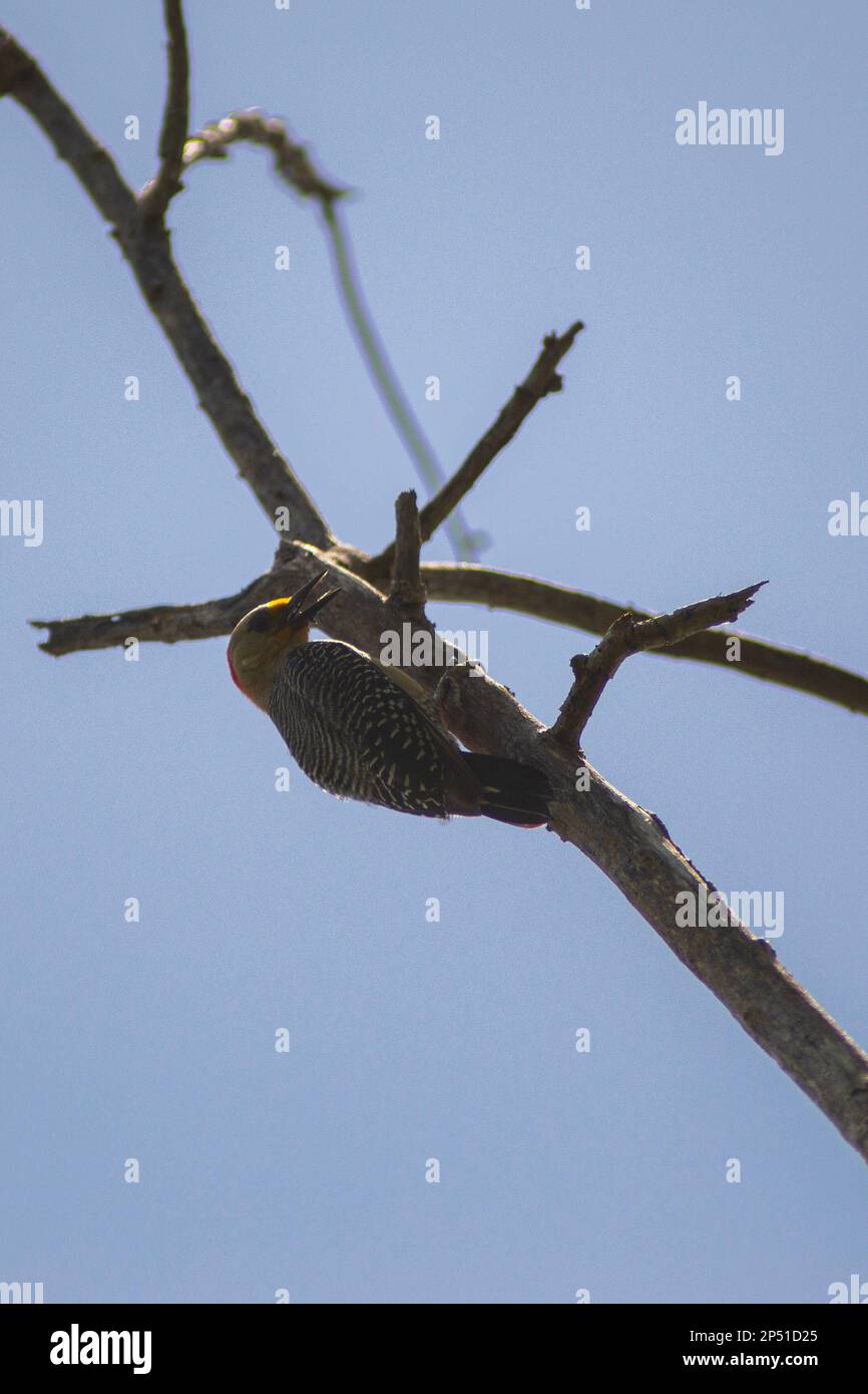 Feeds on insects hi-res stock photography and images - Alamy